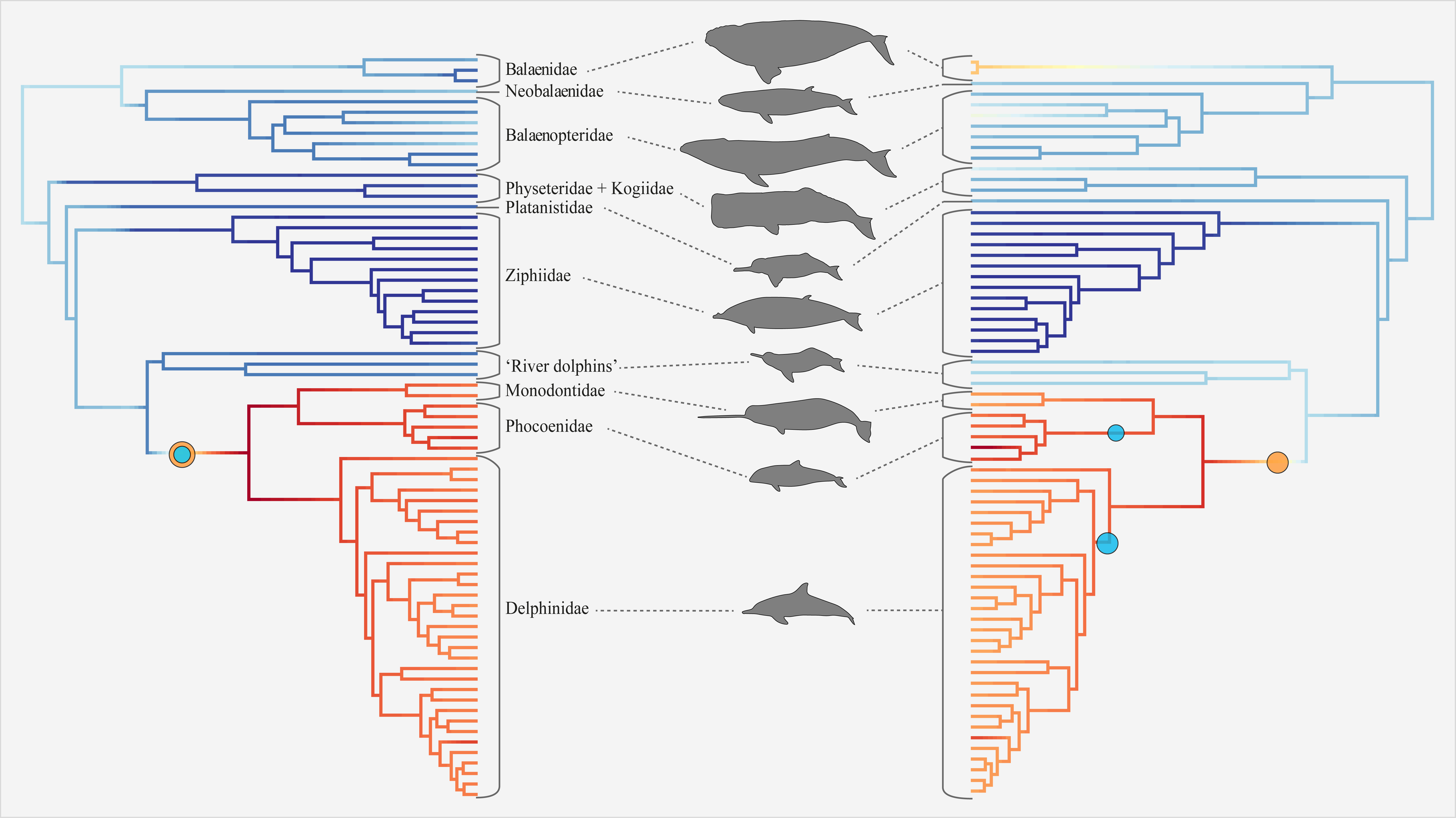 New paper on cetacean backbone ecomorphology and evolution | Amandine ...